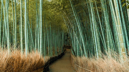 Bamboo 101: All About Sustainability, Uses & Benefits – Save Trees